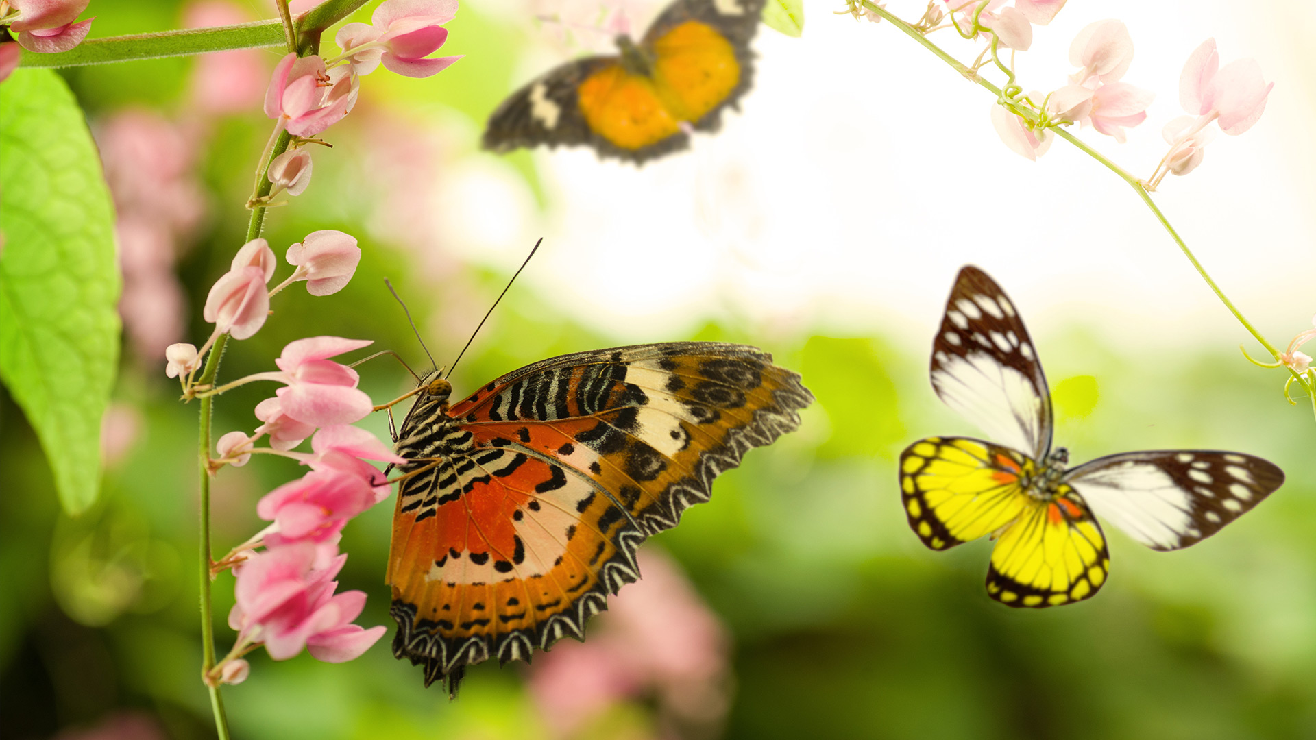 Empowering creativity in schools through butterfly conservation ...